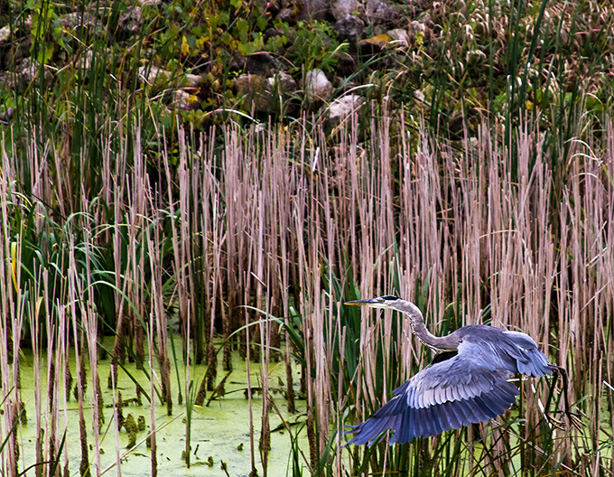 "And for my next trick..." A great blue heron demonstrates perfect takeoff form, those massive wings ready to carry it skyward.
