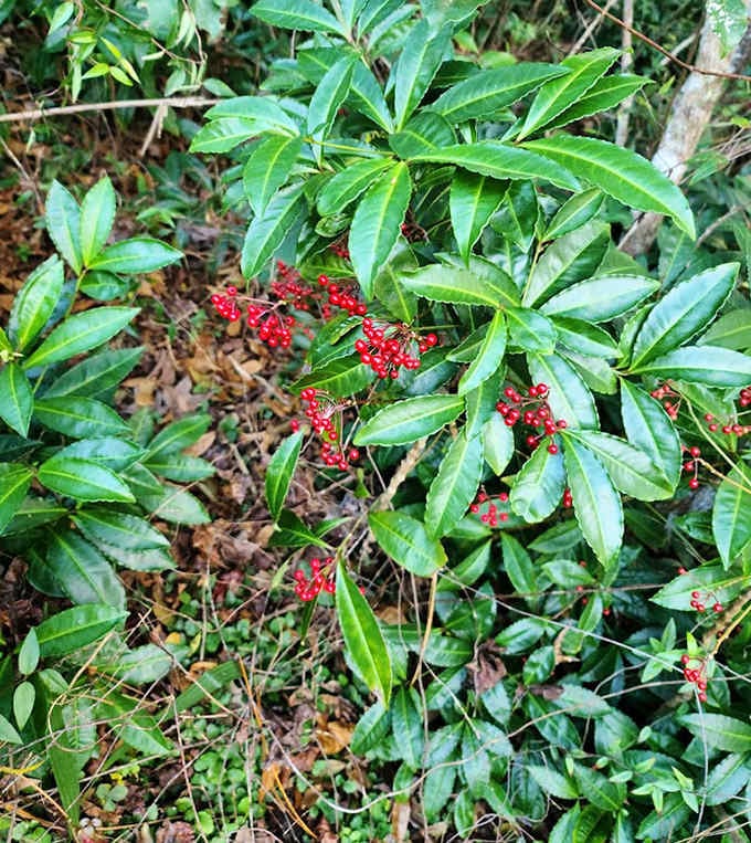 Bright berries add splashes of crimson to the forest palette, nature's own holiday decorations hanging among the evergreen.