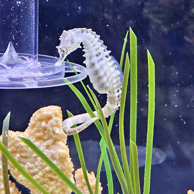 This delicate seahorse, clinging to seagrass with its prehensile tail, seems more mythological creature than fish as it gracefully sways.