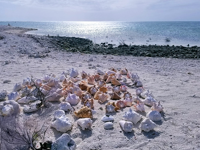 Nature's jewelry collection scattered across the sand – each shell a tiny masterpiece that took years of oceanic craftsmanship to create.