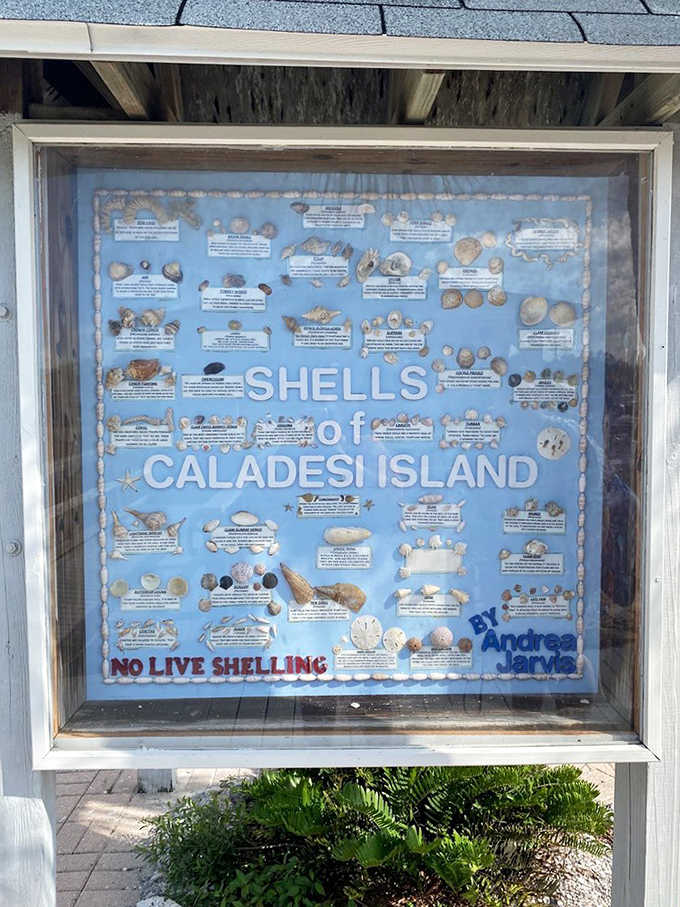 A showcase of Caladesi's seashell collection reminds visitors that the best souvenirs are memories, not mollusks.