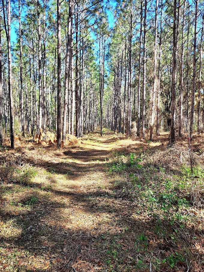 Pine cathedral: Towering slash pines create nature's own place of worship, where sunlight streams through like stained glass windows.