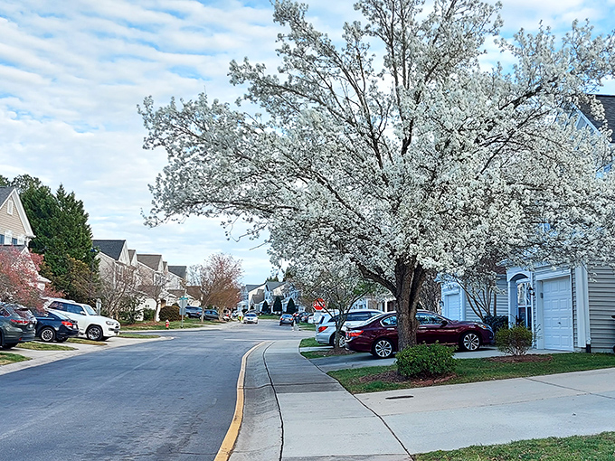 Suburban streets bloom with spring's white flowering trees. Vermont neighborhoods know how to dress up for nature's annual fashion show.