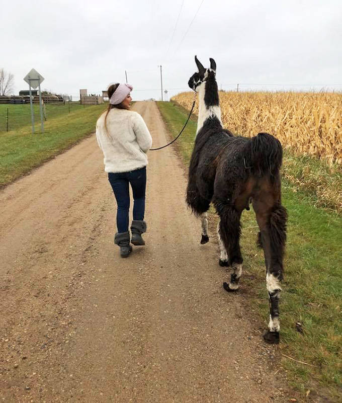 Country road, take me home &ndash; or at least to the next patch of tasty grass, as this llama demonstrates the fine art of leisurely exploration.