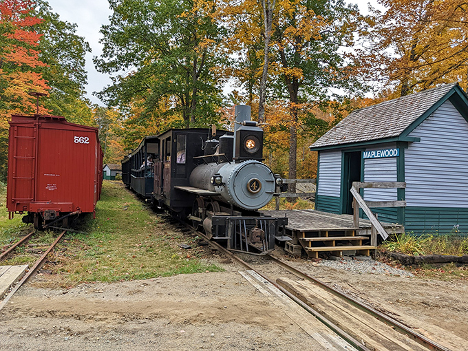 Autumn transforms the railroad into a painter's canvas, with vintage coaches providing the perfect contrast to nature's spectacular seasonal color show.