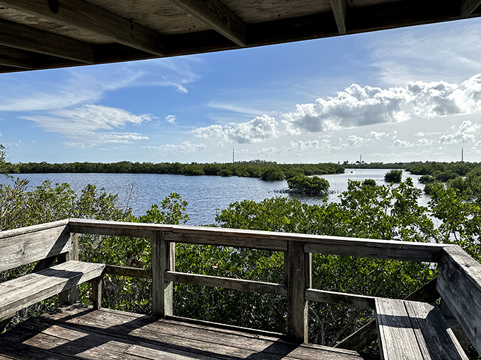 From this wooden platform, visitors can survey a watery kingdom where alligators rule and birds form the royal court.