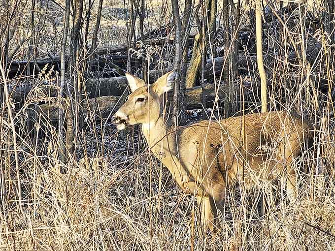 Wildlife sightings add an element of surprise to every visit &ndash; this curious deer reminds us we're guests in nature's home at Innovation Hills.