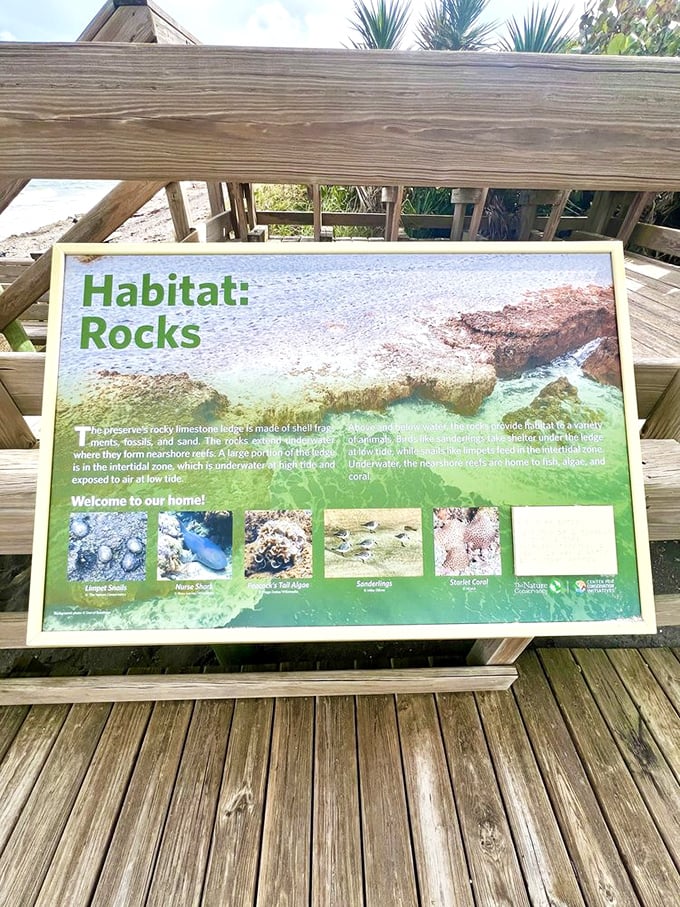 Educational immersion! Informative displays teach visitors about the unique marine habitats that thrive among the limestone formations.