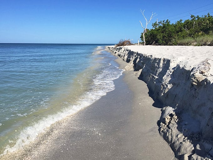 The eroded dune edge reveals the constant conversation between land and sea that creates this shell paradise.
