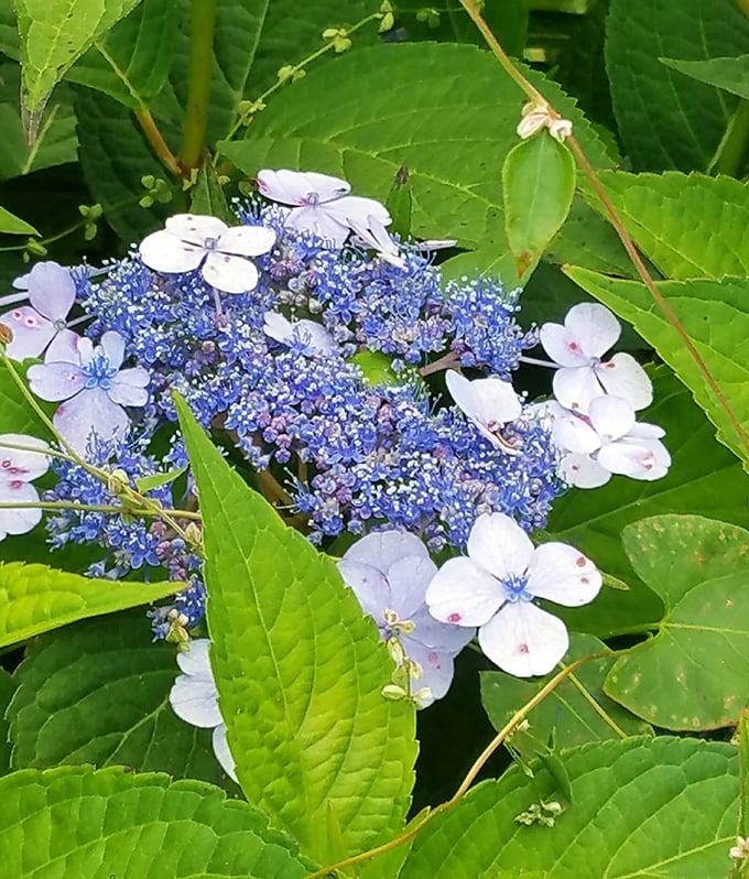 Delicate lacecap hydrangeas add splashes of color along the trail, Maine's natural decoration committee at its finest.