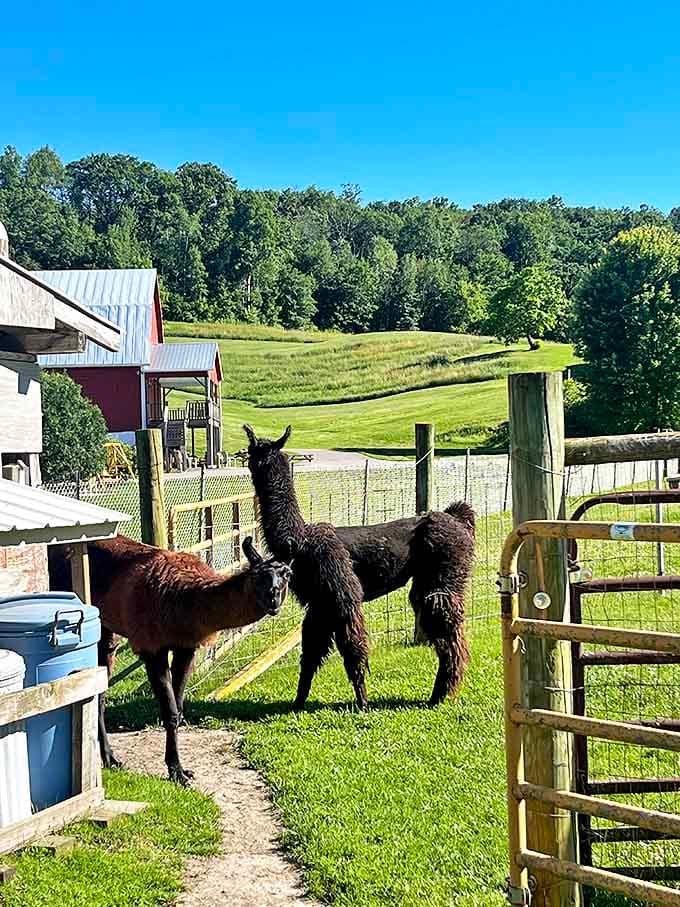 Llama shed: These curious llamas gather at the fence line, their expressive faces and alert ears suggesting they're plotting their next wilderness expedition.