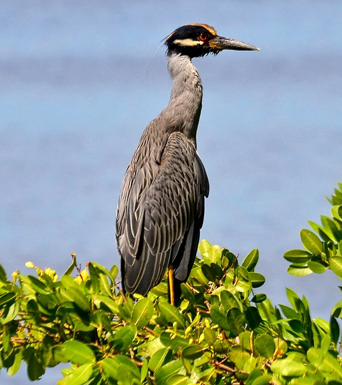The yellow-crowned night-heron stands perfectly still, demonstrating patience that would make meditation gurus envious.