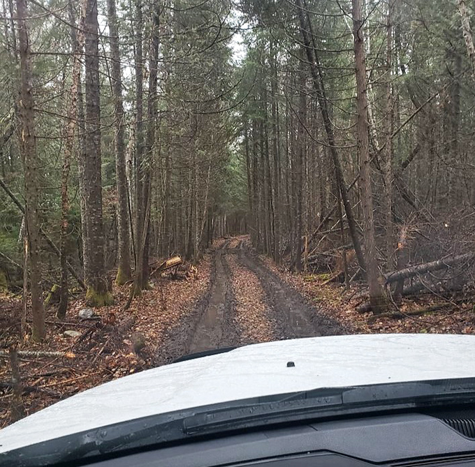 The road less traveled beckons through a tunnel of trees, where mud-splattered tires are badges of honor for wilderness explorers.