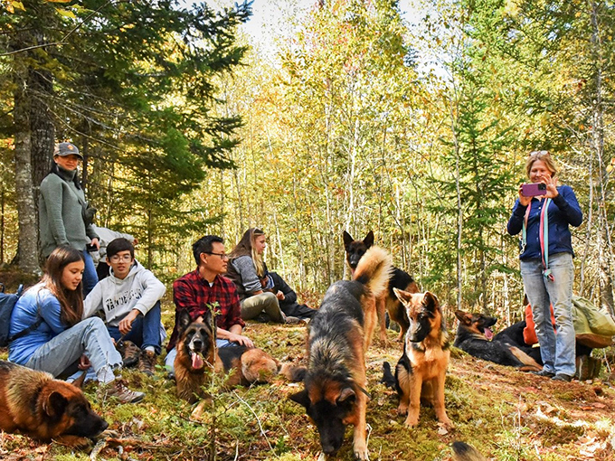 A moment of connection as hikers and shepherds pause to appreciate Maine's autumn splendor, sharing the trail and the experience together.