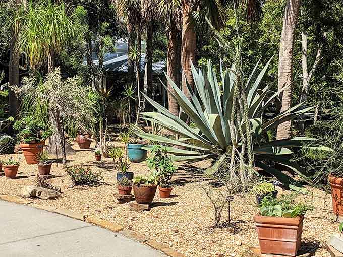 Potted plants arranged with artistic flair prove that even cacti and succulents can look sophisticated when given the right setting and a little creative vision.
