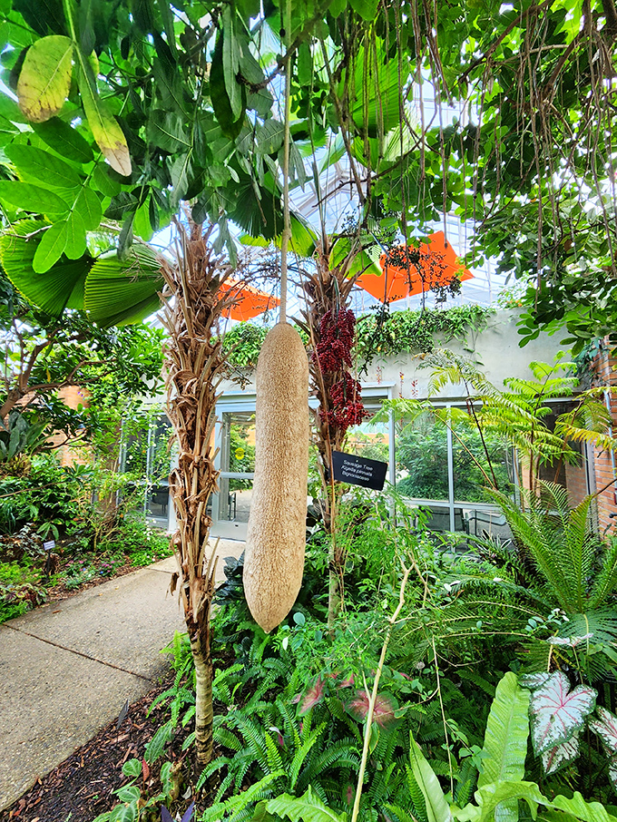 The infamous sausage tree displays its peculiar hanging fruit – nature's way of showing it has a sense of humor about botanical design.