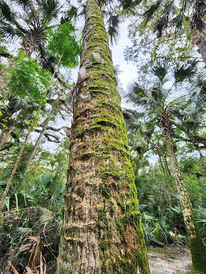 This moss-covered giant has been standing sentinel for generations, collecting stories and secrets in its weathered bark.