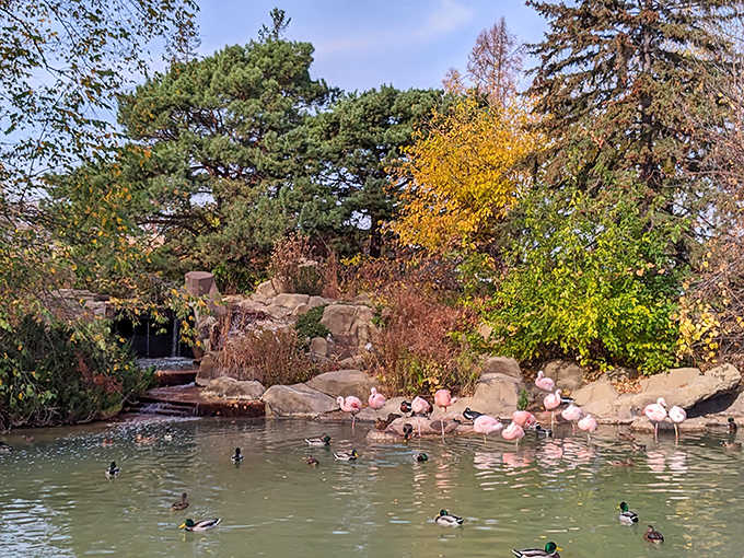 Flamingos gather for their daily standing-on-one-leg competition &ndash; the ultimate test of balance that would send most yoga instructors toppling.