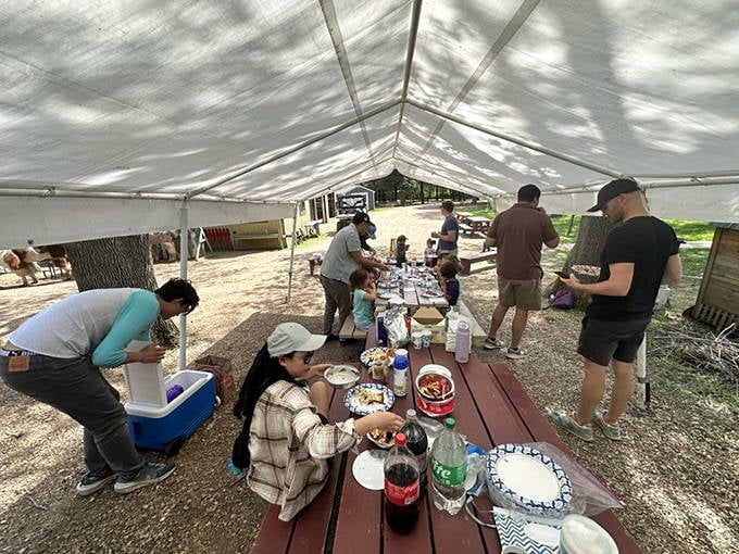 The picnic area offers a perfect spot for refueling between llama encounters, where families gather to share meals and fresh llama anecdotes.