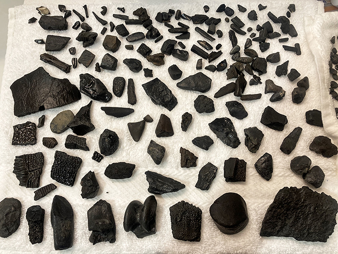 A spectacular collection of Peace River fossils, from tiny shark teeth to impressive mammoth fragments.