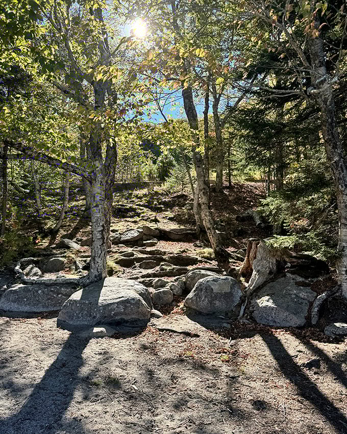 Sunlight filters through the trees along the trail, creating a dappled pathway that feels like walking through a dream.