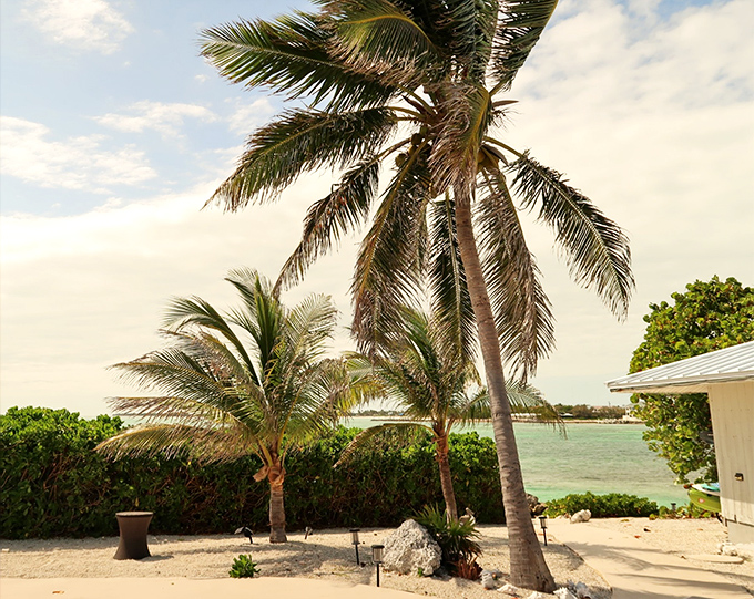 Coconut trees stand like nature's welcome committee, waving fronds in the breeze as if applauding your excellent vacation choice.