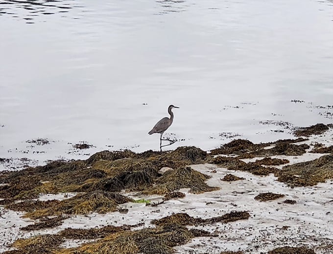 A solitary heron patrols the shoreline, nature's patient fisherman demonstrating the art of stillness and focus. 