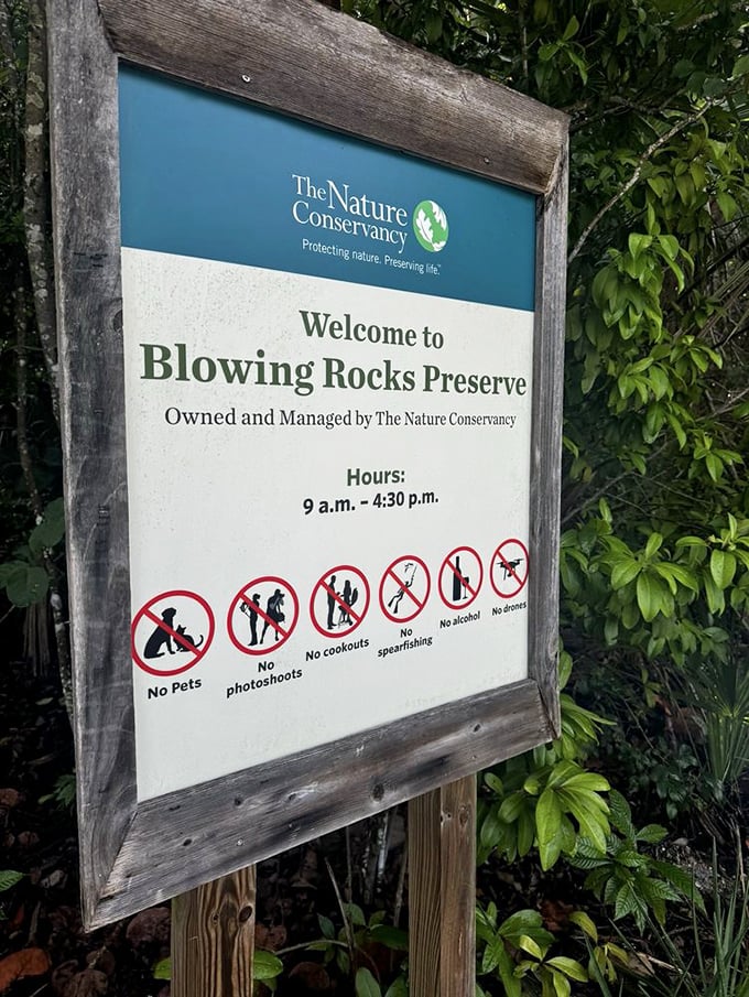 Blowing Rocks' entrance sign stands amid native vegetation &ndash; the unassuming gateway to one of Florida's most spectacular natural performances.