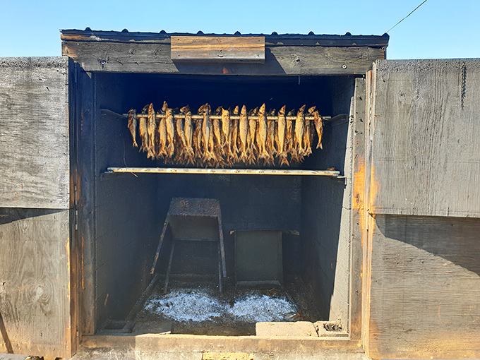 Where patience creates flavor &ndash; this humble wooden structure transforms fresh whitefish into smoky, golden treasures through time-honored methods.