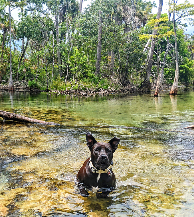 Canine joy personified! This pup demonstrates the pure happiness that comes from discovering Florida's natural swimming holes.