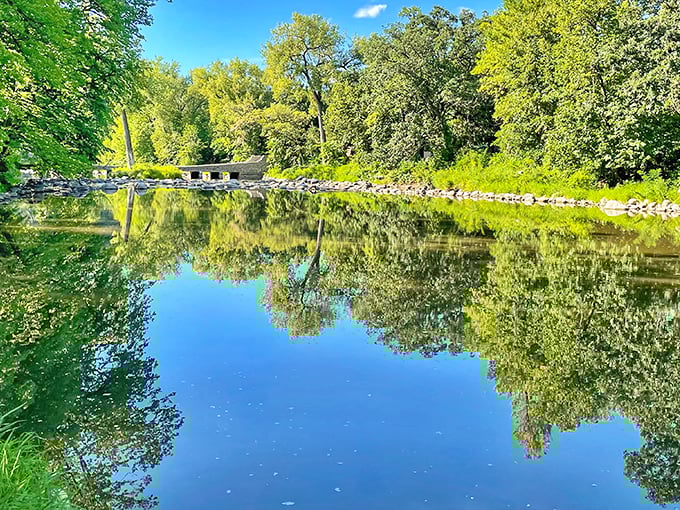 Mirror-perfect reflections double the tree count, turning the calm river into nature's own vanity check and photographer's dream canvas.