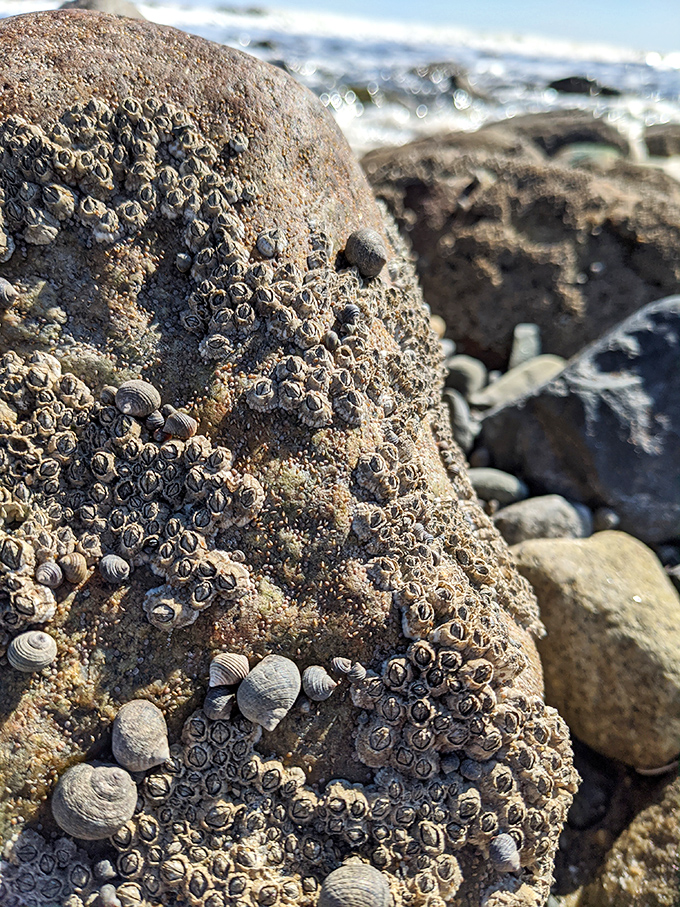 These barnacles and shells create nature's most patient mosaic, a living artwork that took decades to complete.
