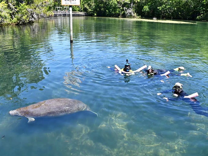 Swimming's more fun when your buddy weighs half a ton and has flippers instead of feet!