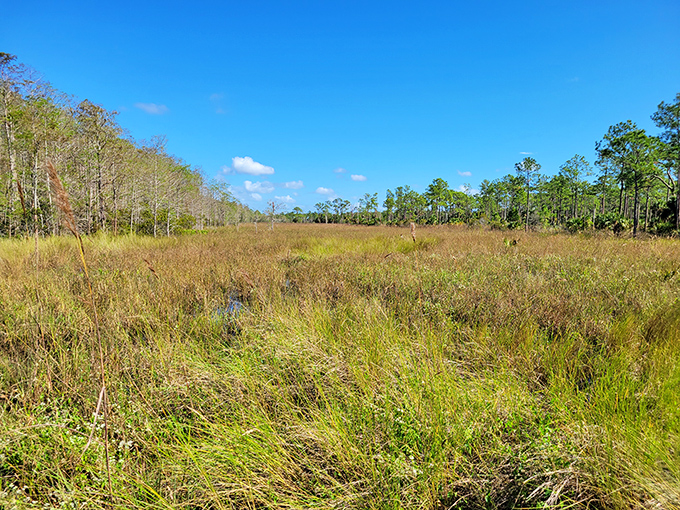 Grasses wave in the breeze like nature's own wheat field, hiding countless creatures in their golden-green embrace.