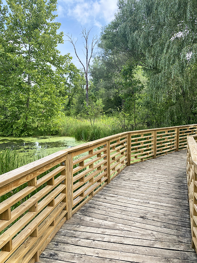 Wooden boardwalks guide visitors through wetland areas, offering close encounters with ecosystems while keeping feet dry and habitats protected.