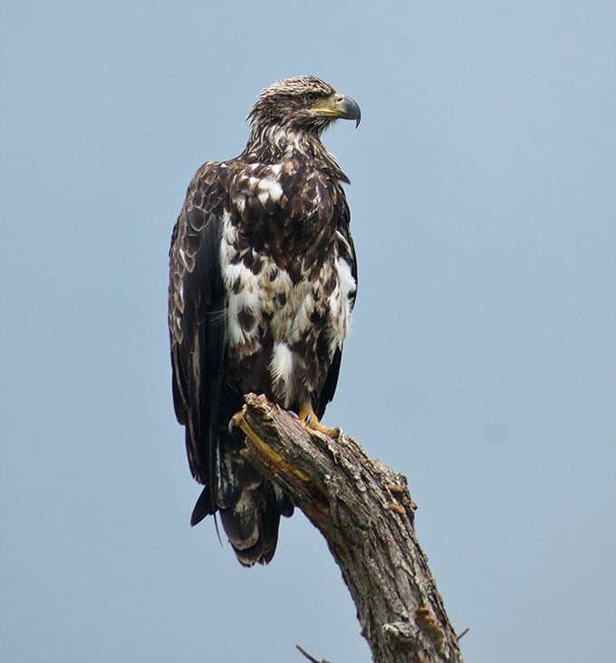 Majestic doesn't begin to describe this bald eagle surveying its domain &ndash; America's national bird looking appropriately patriotic and intimidating.