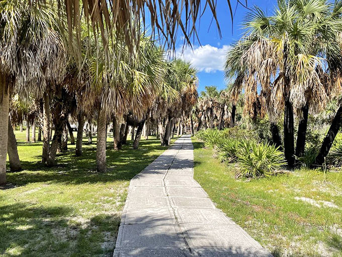 A concrete path cuts through a grove of palms, creating perfect symmetry between the wild and the walkable.