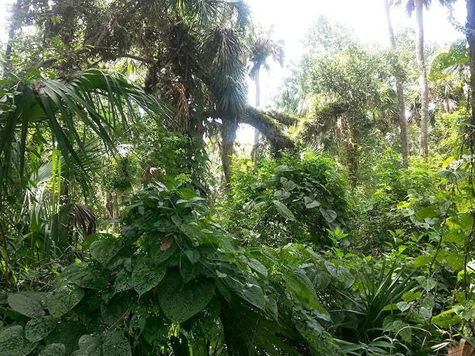 Lush undergrowth creates a natural tapestry beneath the canopy, where every shade of green competes for attention.