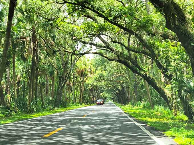 Nature's tunnel vision is the only kind of tunnel vision that actually improves your perspective on life and scenery.