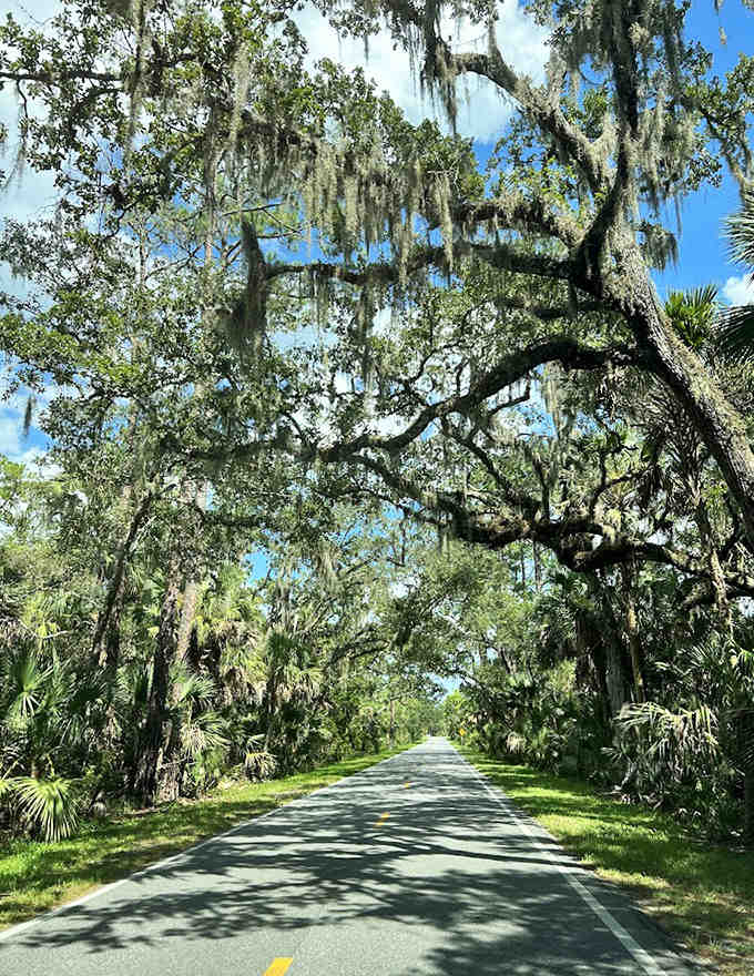 Spanish moss drapes these ancient oaks like nature's own decorating committee, creating a cathedral-like passage along the scenic drive.