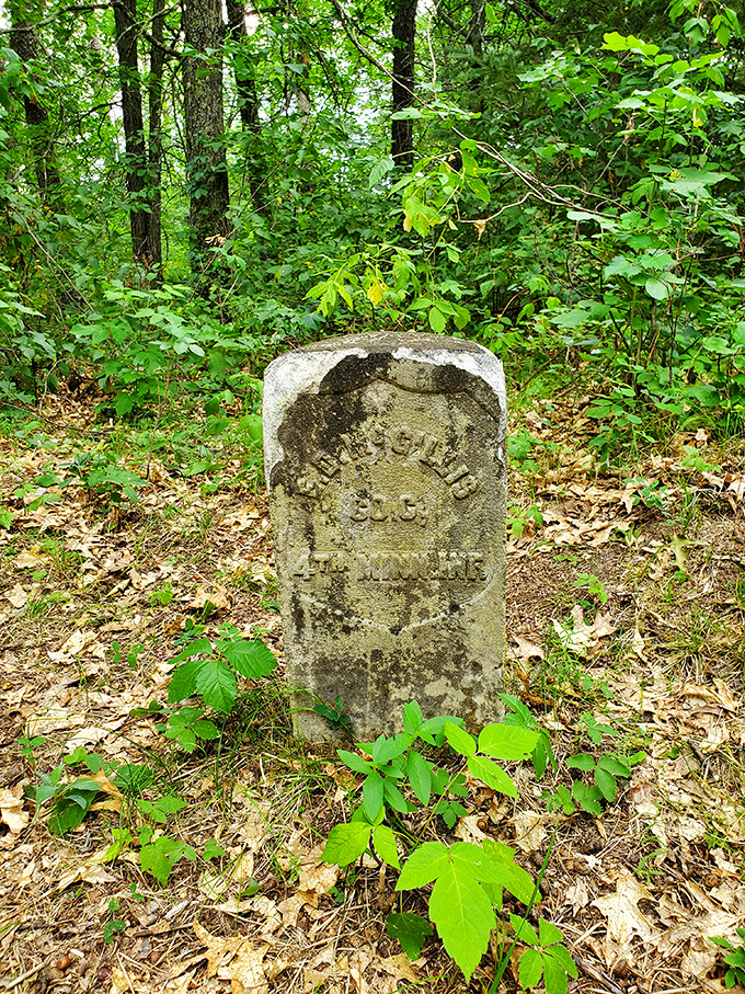 A weathered tombstone peeks through spring foliage, nature's gentle embrace of those who pioneered this wilderness.