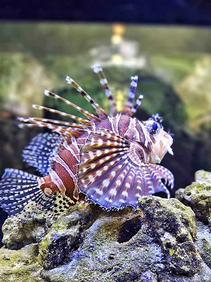 The zebra lionfish spreads its venomous spines like an underwater peacock, beautiful but deadly in its striped magnificence.