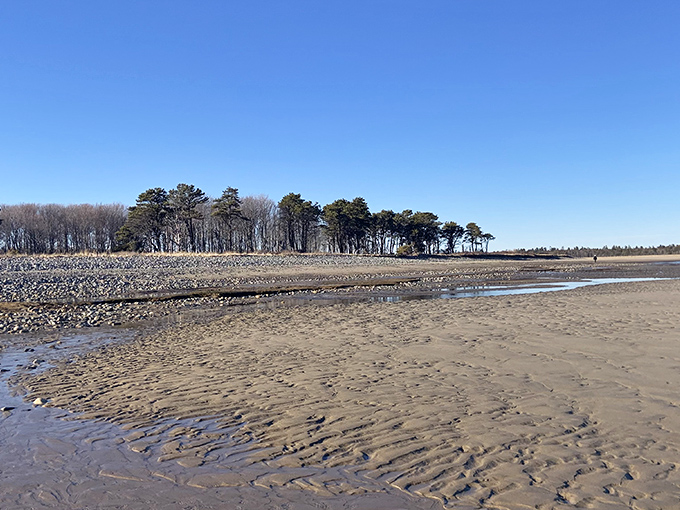 Where forest meets beach – this transitional zone showcases Maine's remarkable ecological diversity in one panoramic view.