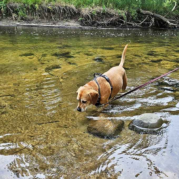 Even four-legged family members find their happy place at Innovation Hills, where pet-friendly areas mean nobody gets left behind on adventure day.