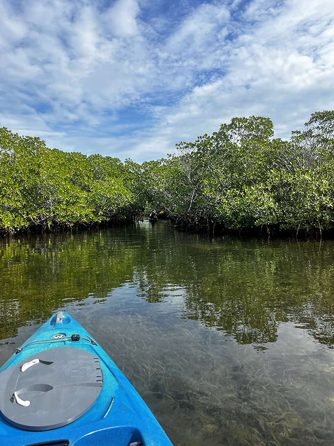 Kayaking through mangrove tunnels feels like discovering a secret world, where branches create natural cathedrals above emerald waters.