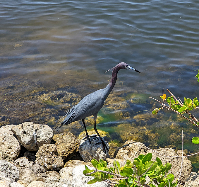 A little blue heron hunts with laser focus, proving that in nature's restaurant, the best service is self-service.