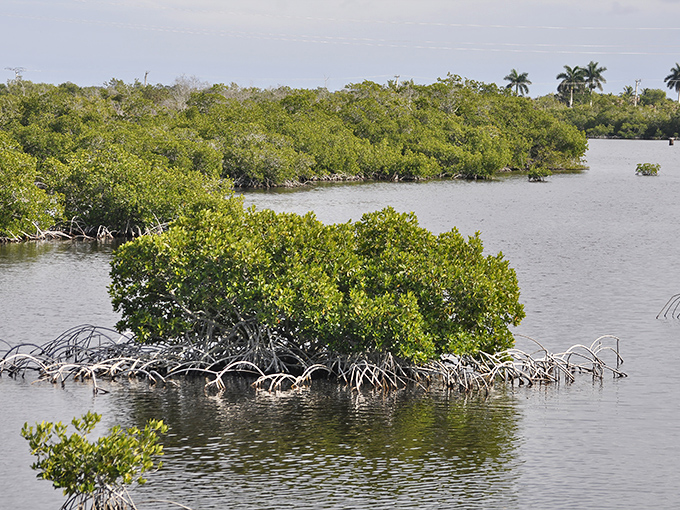 Mangrove islands create nature's puzzle pieces in the water, their tangled roots forming nurseries for countless marine species.