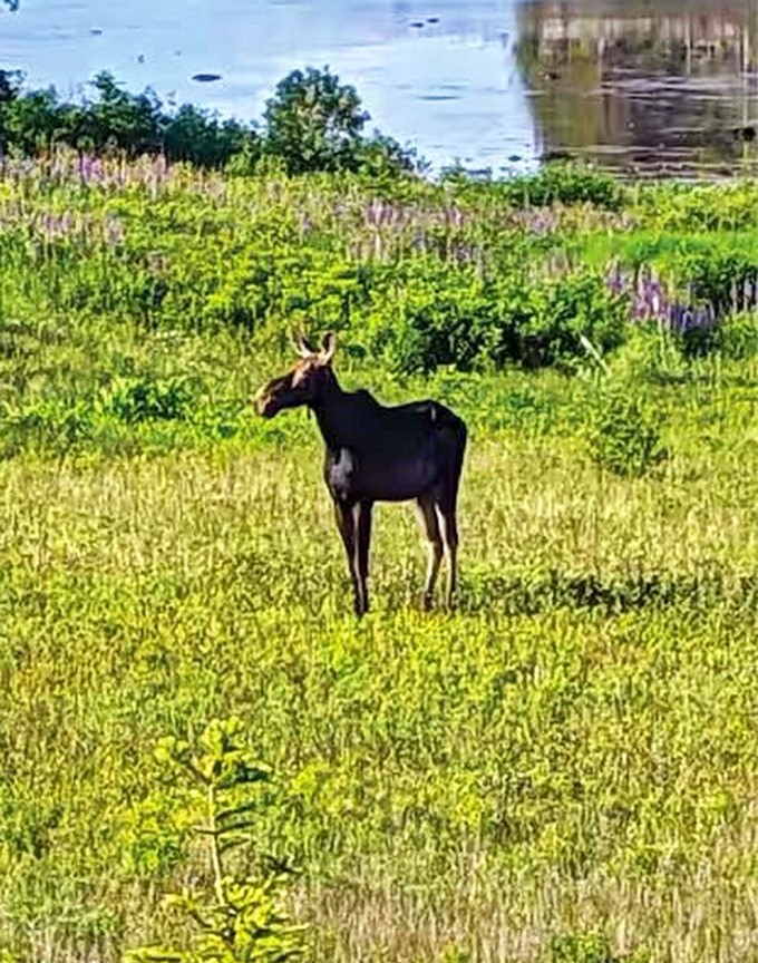 "Just checking on the new neighbors" &ndash; local wildlife makes regular appearances, turning every glance out the window into a potential National Geographic moment.