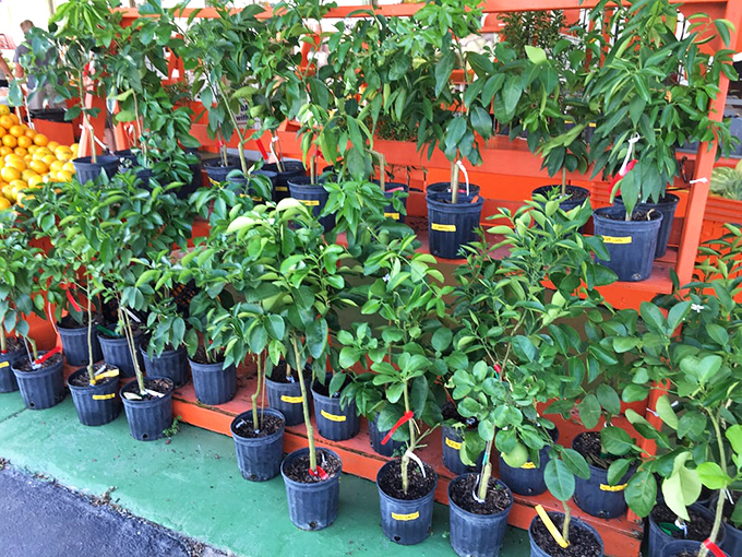 Young citrus trees await adoption by hopeful gardeners looking to bring a slice of Florida sunshine to their home landscapes.