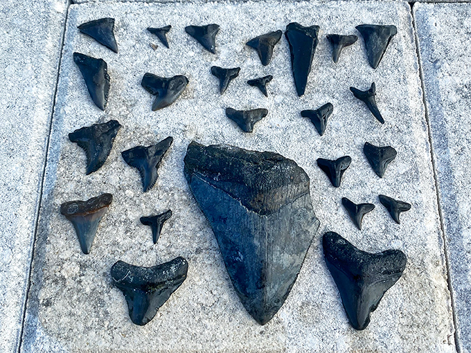 Holding ancient megalodon teeth brings a connection to prehistoric times that no museum can match.